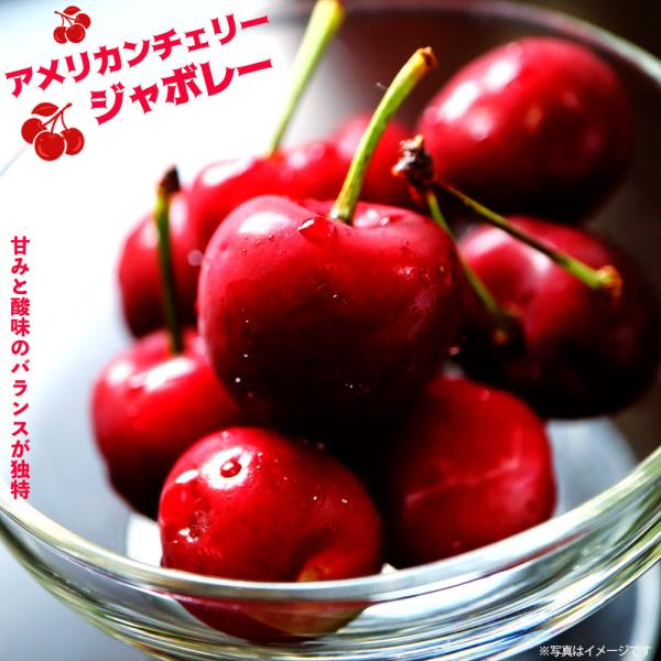 ●品種の特徴ジャボレーは1822年フランス・オーリニスで苗木商を行っているジャボレー氏によって開発された品種です。その後日本に伝わり、100年以上の歴史を持つさくらんぼです。ほとんどのサクランボの品種と受粉する受粉樹におすすめの品種。ジャボ...