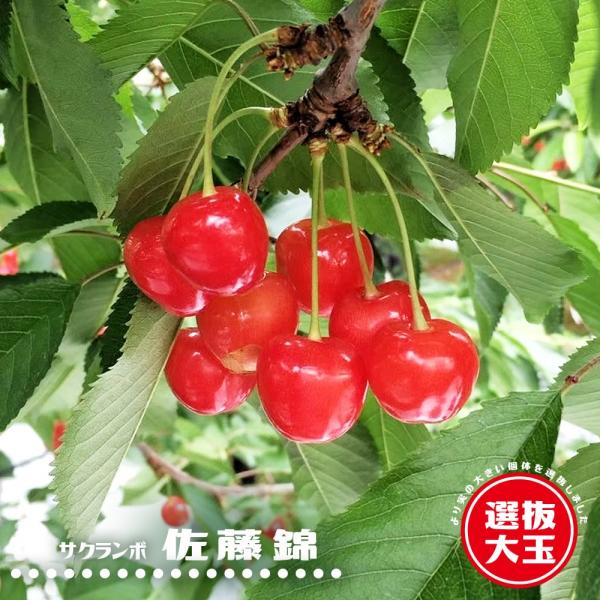 ●品種の特徴佐藤錦の血筋を受け継ぎ味は最高級。果重１2ｇで「佐藤錦」より3割大きい。収穫は6月上旬で佐藤錦より5日ほど早く収穫できます。味は同じで佐藤錦よりも大きいです。甘酸適和で全品種のうち最も美味しい。果肉、果汁ともに多く、品質は国内最...