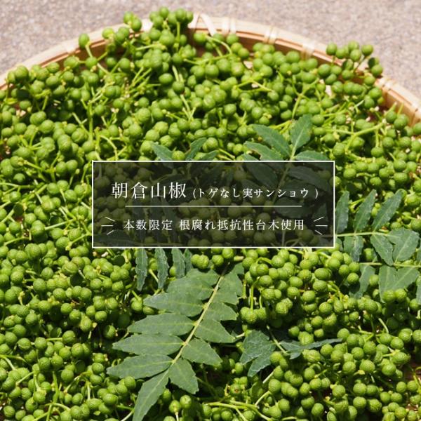 ●品種の特徴こだわりの実取りサンショウ。香りが特に良く、プロの生産者の間でも評価が高いです。通常の朝倉サンショウと比べ、香りが際立ってよく、プロの専業農家の間で人気が高く、なかなか手に入りにくい選抜系統です。この苗木を生産している接ぎ師の方...