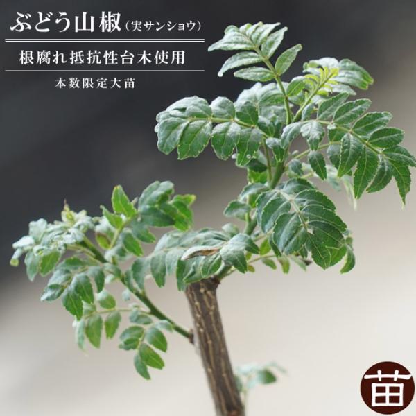 ●品種の特徴こだわりの実サンショウ。房なりになるのでブドウサンショウです（ぶどうではありません、サンショウです）。アサクラザンショウから派生した系統です。樹高が低く、果実が大粒で葡萄の房のように豊産性です。葉には極上の芳香があり。実にはピリ...