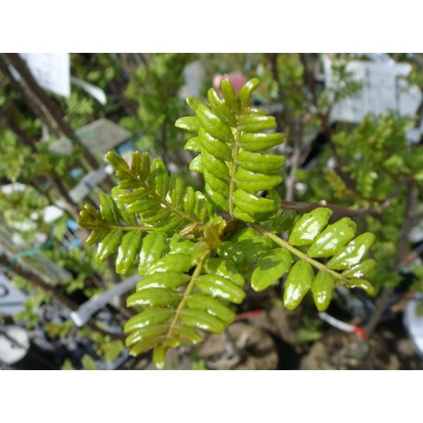 ●品種の特徴葉サンショウです。花サンショウとか「木の芽」とも呼ぶことがあります。若い葉や未熟な果実は佃煮に使います。葉サンショウはトゲがあります。若木の時はトゲが目立ちますが、成長するにつれてトゲがなくなり、でこぼこしたこぶになります。葉が...