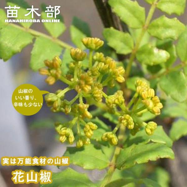 ●品種の特徴こだわりの花サンショウ。山の宝石とも呼ばれるハナサンショウ。トゲなしのオスの山椒です。若木では3mmくらいのトゲが稀についていますが、次第になくなります。4〜5月に黄色い花が咲きます。吸い物に入れたり、酢の物にあわせたり、また、...