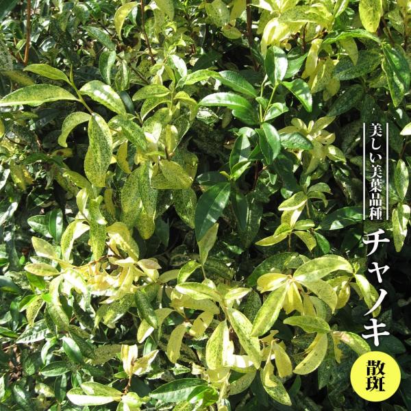 ●品種の特徴濃い緑色の葉に、明るい黄緑色や白の散斑（ばらふ）が入る美葉品種です。【お茶の木（茶ノ木・チャノキ）全般の特徴】果樹畑の低めの生垣に植えられているのをよく見かけます。庭木として単木で楽しんでも良いし、列植して低めの目隠しにもおすす...