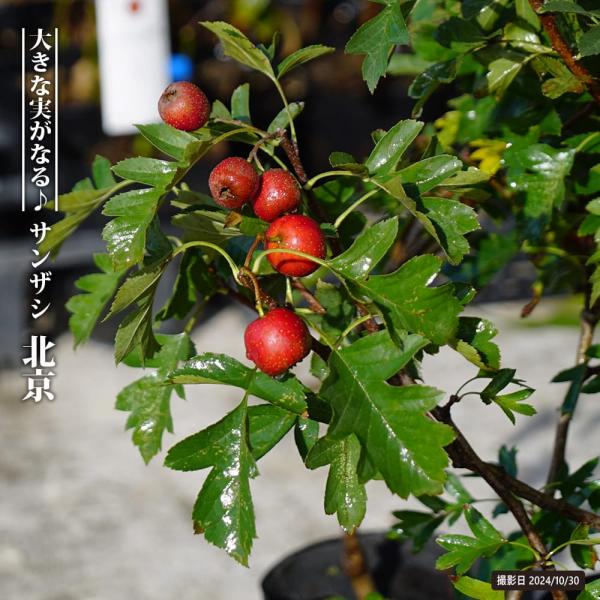 ●品種の特徴北京サンザシ（ペキン）も食用の大実サンザシです。豊産性でトゲがなく栽培しやすい品種です。北京サンザシと西安サンザシの違いは何が違うのか、よくわかりません。サンザシの果実は、プロテナーゼ、アミラーゼなどの消化酵素を含有していて、魚...