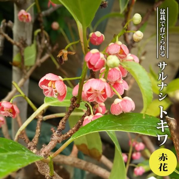 ●品種の特徴濃い桃色の可愛らしい小輪花を咲かせる常緑性のさるなしです。盆栽や鉢植え栽培もおすすめです。※結実は確認されておりません。サルナシの俗名の由来は「サルが好んで食べること」といわれています。丸い果実は梨に似ており、サルが食べる梨とい...