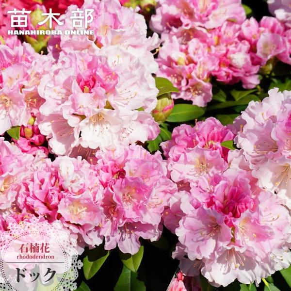 ●品種の特徴石楠花（しゃくなげ）は、その花の華やかさや美しさから世界中の人々に愛され、数多くの交配が行われてきた花木です。世界各地で品種改良が行われ、5,000を超える園芸品種が作出されています。赤、白、黄色、ピンクや紫などの変化に富んだ花...