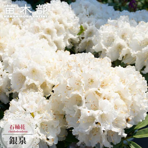 ●品種の特徴「銀泉」は、白い花の中にほんのりとピンクが乗る白花品種です。蕾のうちはピンクですが咲き進むにつれて白く変化していきます。石楠花（しゃくなげ）は、その花の華やかさや美しさから世界中の人々に愛され、数多くの交配が行われてきた花木です...