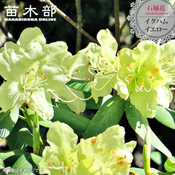 ●品種の特徴「イグハムイエロー」は透き通るような淡黄色の大輪花が美しいシャクナゲです。枝が暴れやすいシャクナゲにしては樹形もよく整い、葉も美しい！おすすめの品種です。石楠花（しゃくなげ）は、その花の華やかさや美しさから世界中の人々に愛され、...