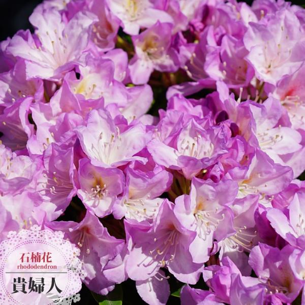 ●品種の特徴石楠花（しゃくなげ）は、その花の華やかさや美しさから世界中の人々に愛され、数多くの交配が行われてきた花木です。世界各地で品種改良が行われ、5,000を超える園芸品種が作出されています。赤、白、黄色、ピンクや紫などの変化に富んだ花...