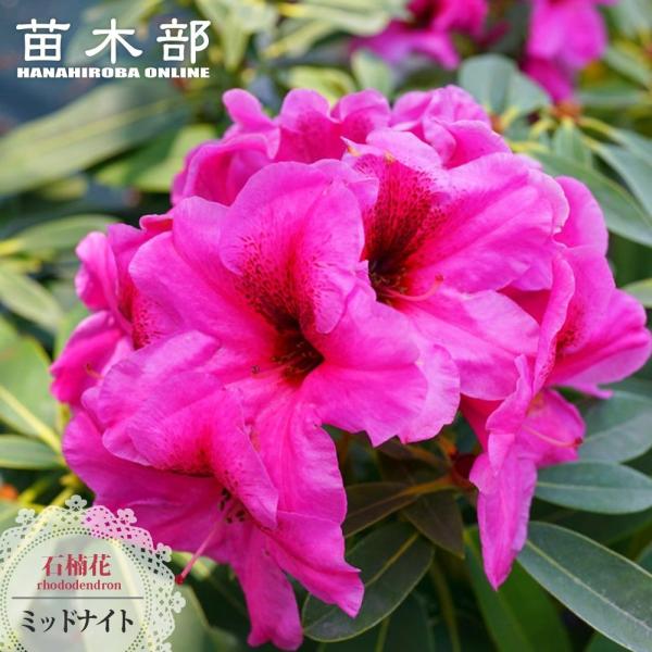 ●品種の特徴ピンク色に近い、柔らかな紫色の花で、花弁の1枚に濃い色の斑点が乗ります。石楠花（しゃくなげ）は、その花の華やかさや美しさから世界中の人々に愛され、数多くの交配が行われてきた花木です。世界各地で品種改良が行われ、5,000を超える...