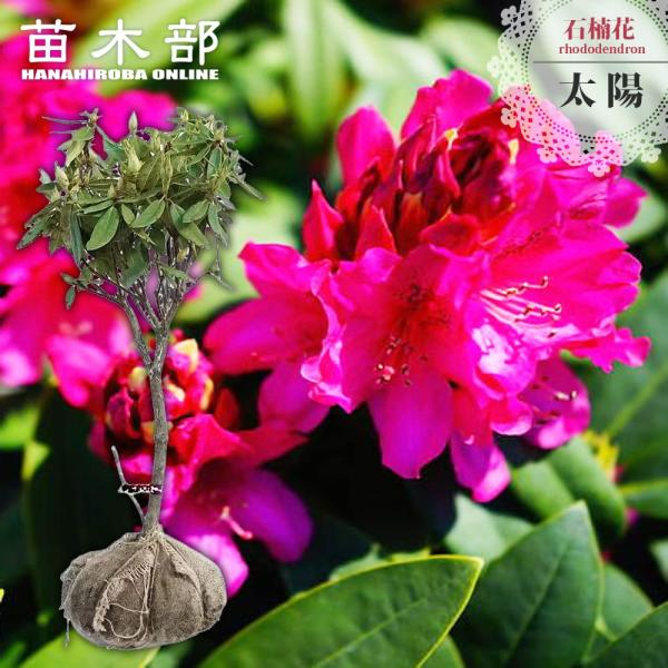 ●品種の特徴コンパクトにまとまりがちな石楠花の中では、大きく育つ品種です。色鮮やかに咲く石楠花はシンボルツリーにもぴったりですよ。石楠花（しゃくなげ）は、その花の華やかさや美しさから世界中の人々に愛され、数多くの交配が行われてきた花木です。...