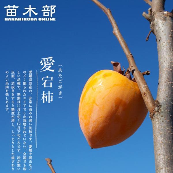●品種の特徴愛媛県原産の愛宕柿（あたごがき）は楕円のような縦長の渋柿です。先端はほっそりしてとがっています。鮮やかな柿色です。肉質緻密で甘味が多いです。熟期は１１月上旬〜１２月下旬。暖地以外では着色が不十分になることもあります。干し柿、醂柿...