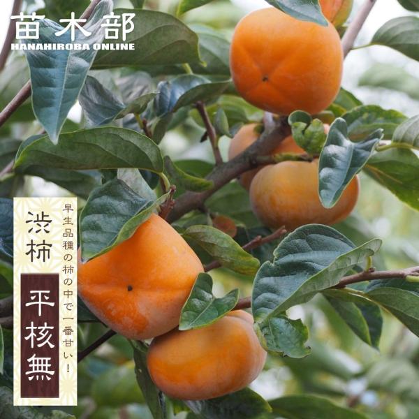 ●品種の特徴平核無（ひらたねなし）は、渋柿の代表品種。果汁が多く、風味よく種がないので食べやすい。果実は四角く扁平で果皮は美しい橙色です。甘味も強く果汁は豊富で果肉は程よく硬く、柔らかすぎず程よい食感です。さわし柿や干し柿に最適。1本でなり...