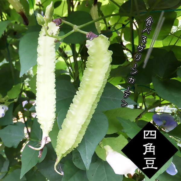 【発売日：2026年04月30日】●品種の特徴沖縄では「うりずん豆」、「ウリズン」と呼ばれています。四角豆の中でも日長に鈍感で、長日期でも開花しやすい早生品種です。高温性で夜温13度以上、単日植物ですが長日（13〜14時間以下）　でも開花す...