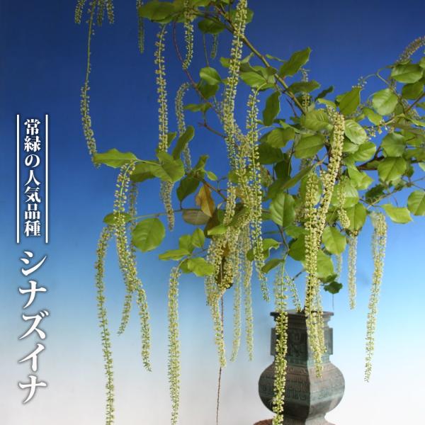 ●品種の特徴緑がかる白色の総状花序は長さが30cmほどにもなり、ユニークな花姿が人気の常緑樹です。トゲのある革質の葉も特徴的で表面には光沢があり、リーフプランツとしても楽しめ、花・葉ともに観賞価値が高くさまざまなアレンジにも利用できます。生...