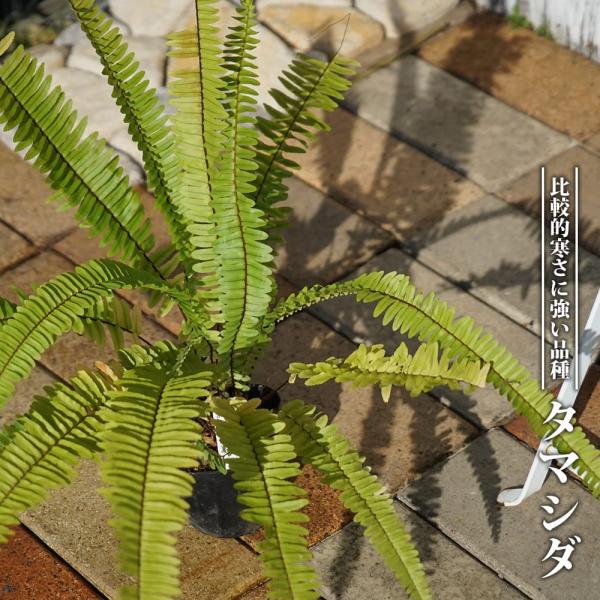 ●品種の特徴「タマシダ」は乾燥した地面や樹上に生えるシダ植物です。タマシダ属は全部で3種しかありませんが、その中でタマシダは寒さに強くｍ根を凍らさないように管理すれば越冬も比較的容易。多湿に強く日陰でも生育するので、浴室などのオーナメントと...
