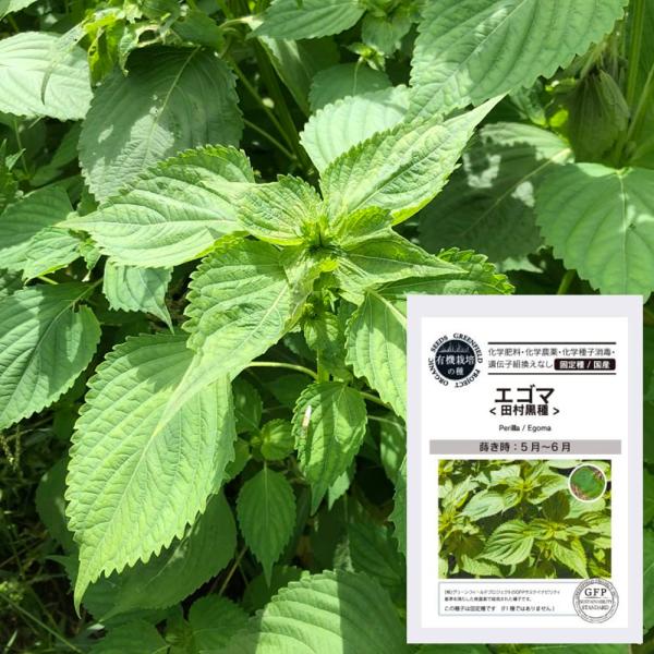 ●品種の特徴「田村黒種」は福島県田村市伝承の在来種。肥吸率が高く有機栽培に向く品種です。「エゴマ」はシソ科の一年草で、青じそはこの変種とされていますが未分化の品種群も多く見られます。名前にゴマとつくのはゴマと同じように種を食用としたからです...