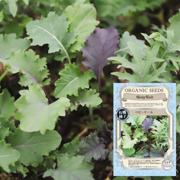 ●品種の特徴「ベビーケール」は一般にケールの新芽のことを差します。可愛らしい葉の形とケールの風味をサラダで楽しむのがおすすめです。「ケール」はキャベツやブロッコリーの原種とも言われるヤセイカンランに近い品種です。栄養豊富で苦みや青臭さがあり...