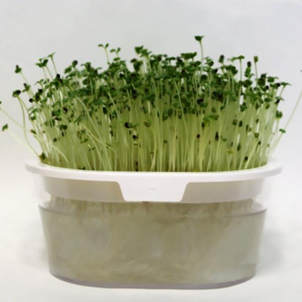 【発売日：2026年03月28日】●商品の特徴 ケールをスプラウト(幼芽)で食べるとマイルドな風味が楽しめます。青汁の元としても使われるケールは栄養のバランスもよいので、毎日の健康づくりにも便利なスプラウトです。 肉料理の付け合わせや、サラ...