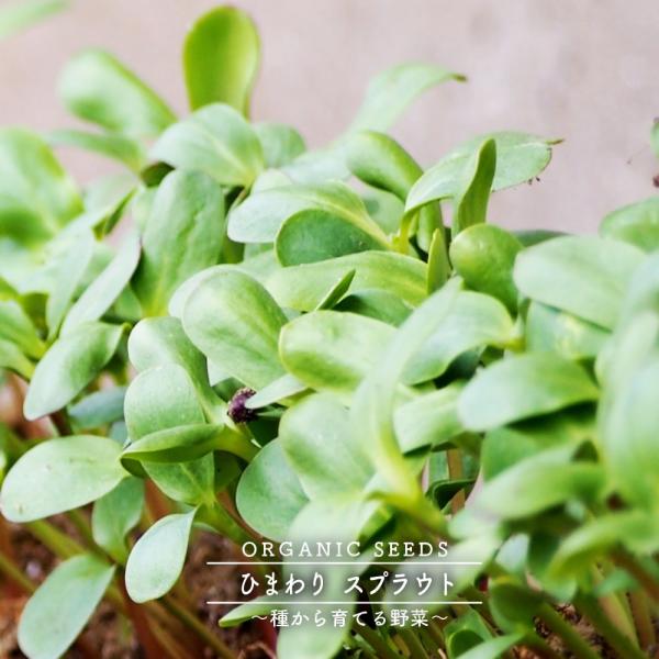 【発売日：2026年03月21日】●商品の特徴一般的なスプラウトよリ太めで、ナッツの様な味わいが特徴です。グリーンスムージーやサラダに利用できます。大き目で食べごたえがあるひまわりスプラウト。サラダに混ぜると独特の歯ごたえが楽しめます。炒め...