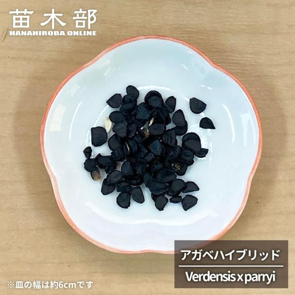 ●品種の特徴Verdensis  x  parryi　は母ベルデンシスと父パリーのハイブリッドです。白い葉と優れた耐寒性を持ち、強健で育てやすい人気のハイブリッド品種です。アガベ パリー（吉祥天）の血を引き、ロゼット型に展開する美しいフォル...