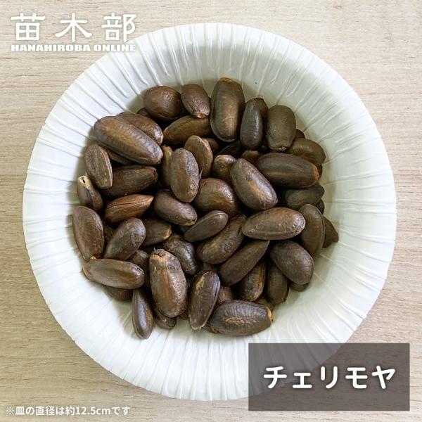●品種の特徴アオノリュウゼツランは、イギリスでは100年目に開花すること「センチュリープラント」とも呼ばれています。最も、熱帯では10〜20年、日本では30〜50年に一度開花するそうです。メキシコのお酒「プルケ」の原料です。有名なところでは...