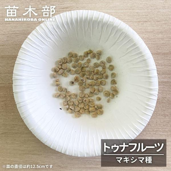 ●品種の特徴オプンチア マキシマ（トゥナフルーツ）は、メキシコを原産とするサボテン科オプンチア属の大型ウチワサボテンです。肉厚な平たい茎節（パッド）を次々と伸ばし、丈夫で育てやすいことから世界各地の乾燥地域で栽培されています。「トゥナ（Tu...
