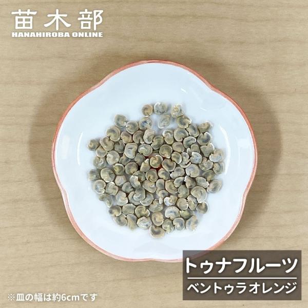 ●品種の特徴オプンチア フィクスインディカ 'ベンチュラ オレンジ' は、食用ウチワサボテンとして世界中で栽培されるオプンチア フィクスインディカの優良選抜品種です。大きく肉厚な茎節（パッド）と、完熟すると鮮やかなオレンジ色に色づく甘い果実...