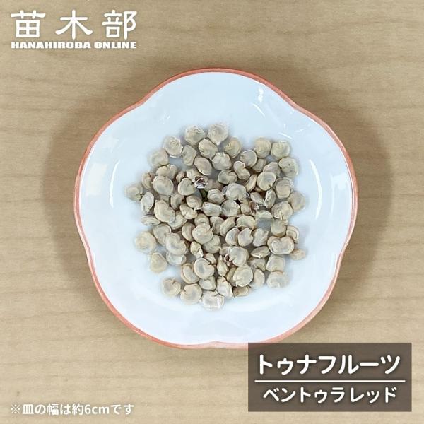 ●品種の特徴オプンチア フィカス・インディカ 'ベンチュラ レッド' は、食用ウチワサボテンとして世界中で栽培される Opuntia ficus-indica の選抜品種です。肉厚で大きな茎節（パッド）と、鮮やかな濃赤色に熟す果実が特徴で、...
