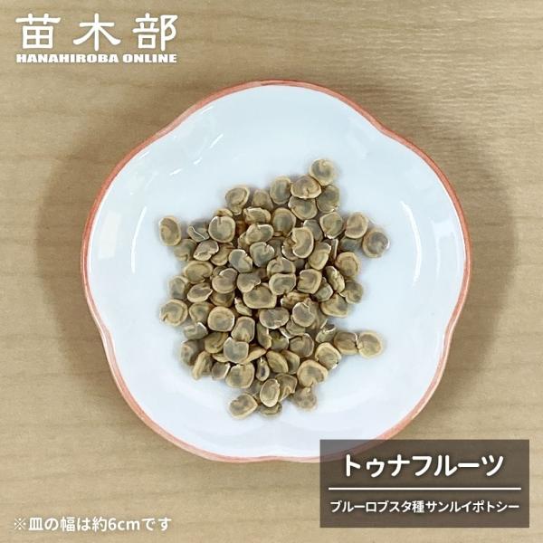 ●品種の特徴オプンチア ロブスタ 'サンルイスポトシ' は、メキシコ・サンルイスポトシ州に由来するとされるオプンチア ロブスタの地域系統です。サボテン科オプンチア属の大型ウチワサボテンで、厚みのある円形の大きな茎節（パッド）と、白いブルーム...