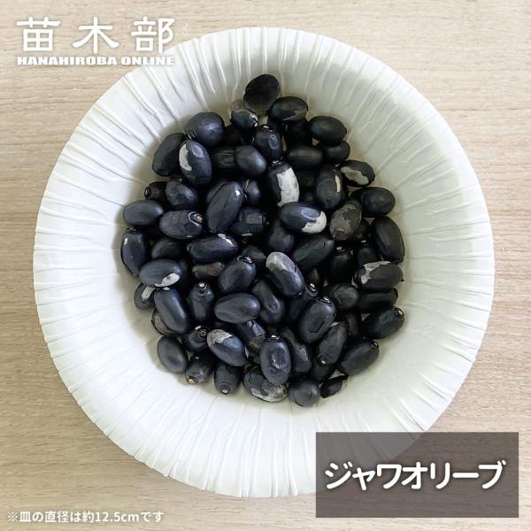 ●品種の特徴ジャワオリーブ（ステルクリア フォエティダ）は、アフリカ東部からインド、東南アジア、オーストラリア北部まで広く分布するアオイ科（旧アオギリ科）ステルクリア属の高木です。一般的に知られる食用のオリーブ とは異なる植物です。若木のう...
