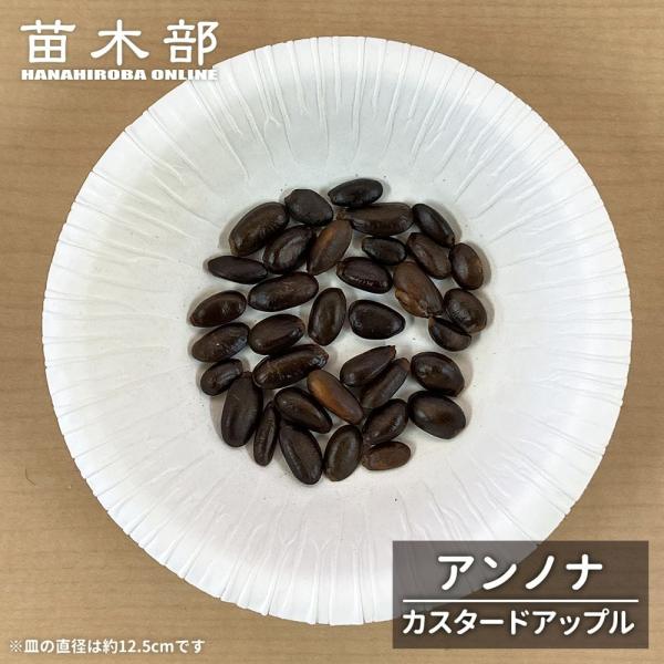 ●品種の特徴アンノナ レティクラタは、中南米原産とされるバンレイシ科バンレイシ属の半落葉性果樹です。「カスタードアップル」や「ブルズハート」の名前でも知られ、濃厚でクリーミーな果肉と、甘い香りが特徴の熱帯果樹です。樹は比較的生育旺盛で、光沢...