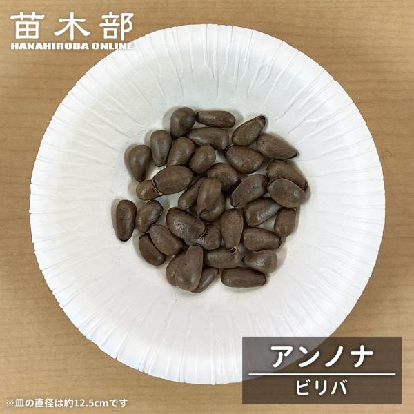 ●品種の特徴「ビリバ」は、果皮はクリーム色で亀甲状の突起があり、実の大きさは15〜20 cmで大きいもので1 kgにもなる大実のバンレイシの仲間です。果実は1月〜4月に結実し、生食や冷凍してシャーベットなどで食べられています。レモンヨーグル...