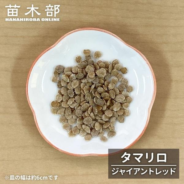 ●品種の特徴「ジャイアントレッド」は赤い実が付くタマリロです。「タマリロ」は実の雰囲気からツリートマトとも呼ばれています。ナス科の低木で南米地方が原産地で、現在は世界中の亜熱帯地域で栽培されるようになりました。成長が早く最大で5m程までに達...
