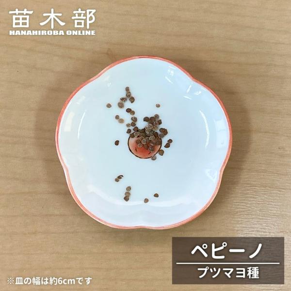 ●品種の特徴「プツマヨ種」はコロンビア南部で栽培されているもので、大型で肉厚の細長い果実を実らせ、特に食味に優れています。温暖で霜の降りない穏やかな気候での栽培に適しており、扱いやすさの点でも魅力的な品種です。「ペピーノ」はトマトに近縁の草...
