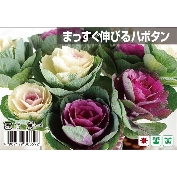 ●品種の特徴「まっすぐ伸びるハボタン」は、その名の通り、茎が真っすぐ硬い葉ぼたんです美しい丸い葉でアレンジしやすく、発色よく色褪せもしにくいので、長期間楽しめます。葉枚数が多さも見応えの良さの理由です。「葉牡丹（ハボタン）」は夏に播種し、冬...