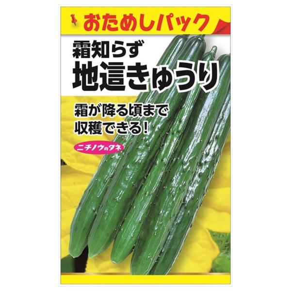 ●品種の特徴「地這きゅうり 霜知らず」は、その名の通り、栽培する際に支柱がいらない品種です。暑さに強く、春キュウリが終わるころから盛んになりだします。枝分かれが多く、果実は子づるや孫づるにつきます。寒さにもある程度耐性があるため、霜の降るこ...
