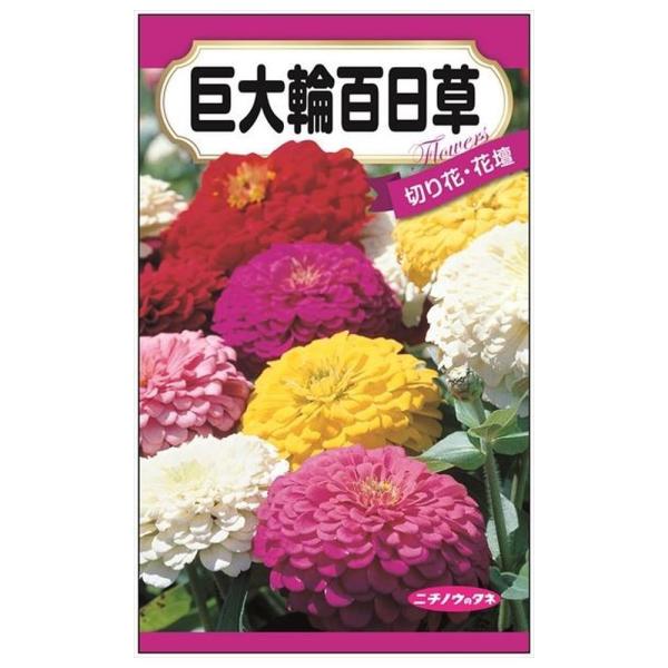 ●品種の特徴「巨大輪百日草」は、切花向きの大輪品種です。「百日草」は、種から作る家庭園芸において最も強健で育てやすい品種とされています。名前の通り100日以上花が楽しめることから命名されました。種ができる品種が多く、次年度からはこぼれ種で勝...