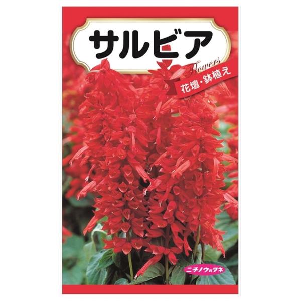●品種の特徴一般的にサルビアというと「サルビア・スプレンデンス」を差します。夏から秋にかけて真っ赤な花を咲かせ、蜜を楽しむこともできます。本来は草丈が1メートルにも達する多年草ですが、近年多く出回ているのは矮性品種で40cm前後の成長にとど...