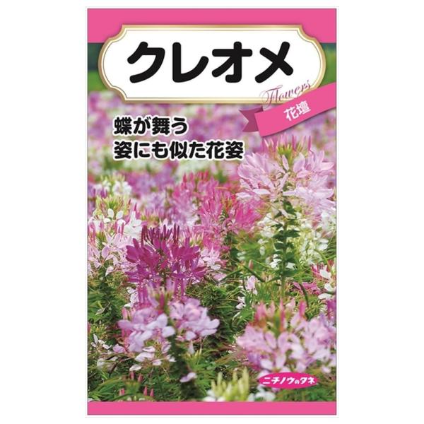 ●品種の特徴「クレオメ」はフウチョウソウ科の植物で、蝶が舞う姿に似た美しい花を咲かせます。花の少ない真夏に開花し百日紅とともに真夏のお庭を彩ります。開花時期が長く初心者でも育てやすい、こぼれ種からも増える丈夫な品種です。クレオメはアザミウマ...