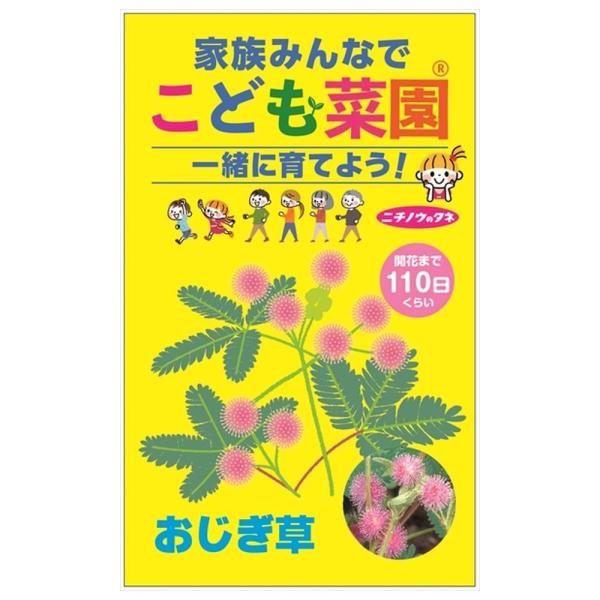 ●品種の特徴「おじぎそう」の葉っぱを触るとお辞儀をするように垂れ下がることからオジギソウと呼ばれるようになりました。この葉っぱを閉じる作用を「就眠運動」と言い、バッタなどの食害から身を守るための防御反応だとされています。あまり触りすぎるとス...