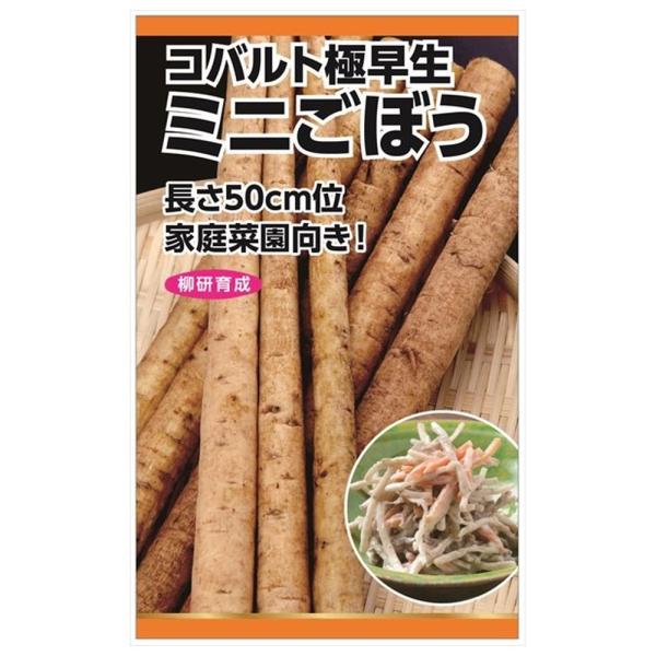 ●品種の特徴「コバルト極早生」は、草勢が強く耕土の浅いところでも育つため家庭菜園で手軽に作れます。根長50cm、径2cmほどで白肌できめ細かく、すいりや肌荒れがない肉付き良好なゴボウです。生育数100日ほどで形も良く揃います。学名：Arct...
