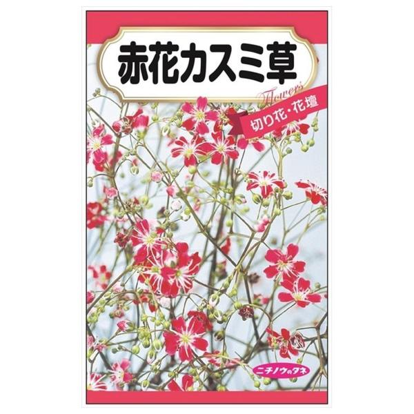 ●品種の特徴「赤花かすみそう」は、ベニバナカスミソウとも呼ばれるカスミソウの赤花品種です。一般的なかすみそうよりもやや矮性に仕上げります。「カスミソウ」は宿根草や一年草、多年草に分けられます。主に切り花として利用される八重咲品種が宿根草です...