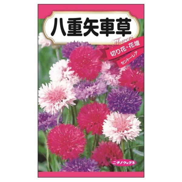 ●品種の特徴「八重矢車草」は、矢車菊の八重咲品種で、華やかな花姿が楽しめます。「矢車菊」は美しい花を咲かせることから世界中で栽培され、丈夫な性質のため現在では各地で野生化しています。以前は矢車草と呼ばれていましたが、ユキノシタ科の植物に同名...