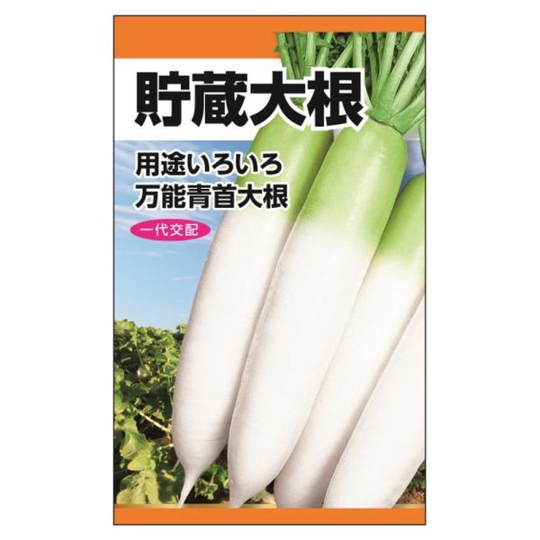 ●品種の特徴「F1貯蔵大根」は冷涼な気候を好み、寒さによく耐えますが、暑さには弱い性質です。用途は色々、万能の青首大根です。ダイコンは、根も葉も食べられる、日本でも品種や調理方法が豊富な野菜です。日本には弥生時代には伝わったものの、一般に栽...