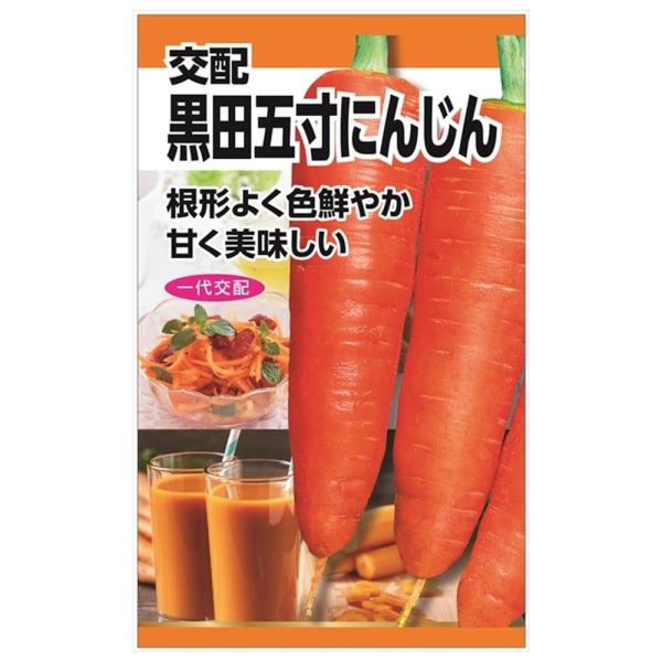 ●品種の特徴「交配黒田五寸にんじん」は、肉付きの良い甘味豊富な交配種です。ニンジンは中央アジアが原産の根菜です。冷涼な気候を好みますが、苗の段階ならある程度耐暑性があります。種まきから収穫まで3〜4か月ほどと比較的短く、連作も可能ですが、発...