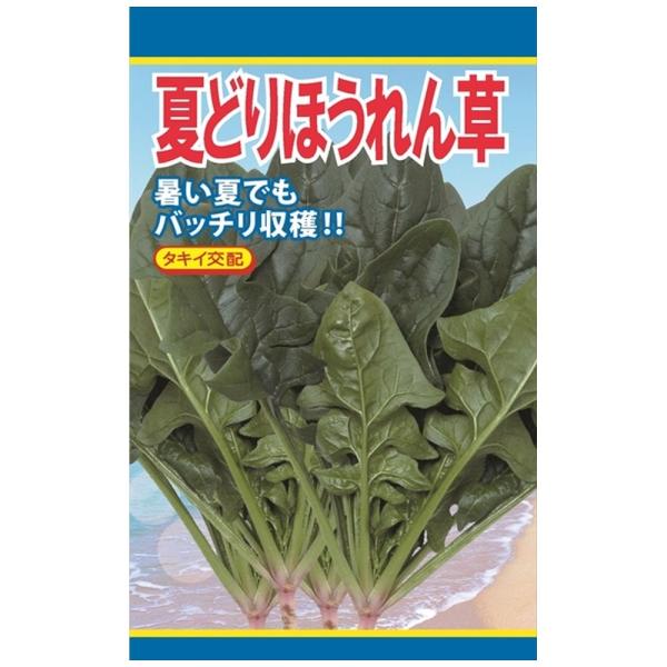 ●品種の特徴「夏どりほうれん草」は、その名の通り夏の暑さに強いほうれん草です。葉肉は緻密で癖がなく食べやすいです。「ほうれん草」は、葉を食べる代表的な緑黄色野菜です。とう立ちすると（蕾がつくと）食味が悪くなるため、基本的に冷涼な地域や季節に...