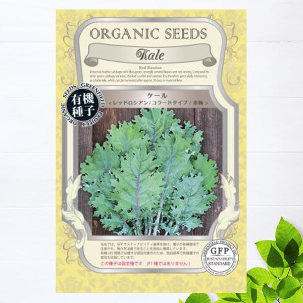 ●品種の特徴「レッドロシアン」は、1885年ころにロシアから北米やカナダに渡ったエアムール種の一つとされています。一般のケールと比較して葉が柔らかく甘いので、ベビーリーフとしても楽しめます。刻んで生のままサラダに、炒め物に、青実やスムージー...