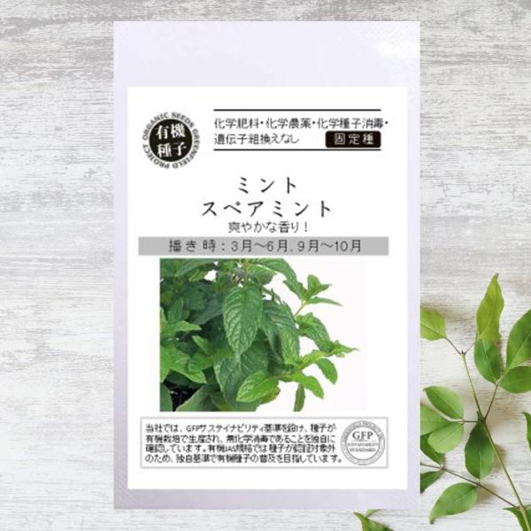 ●品種の特徴「スペアミント」はすっきり清涼感の香りのなかに甘みがあり、キリッとしたミント特有の香りは比較的穏やかなミントです。スペアミントの「スペア」は槍を指し、多くの匍匐茎が伸び、茎は直立します。寒さに非常に強いため、日本全国で屋外で越冬...