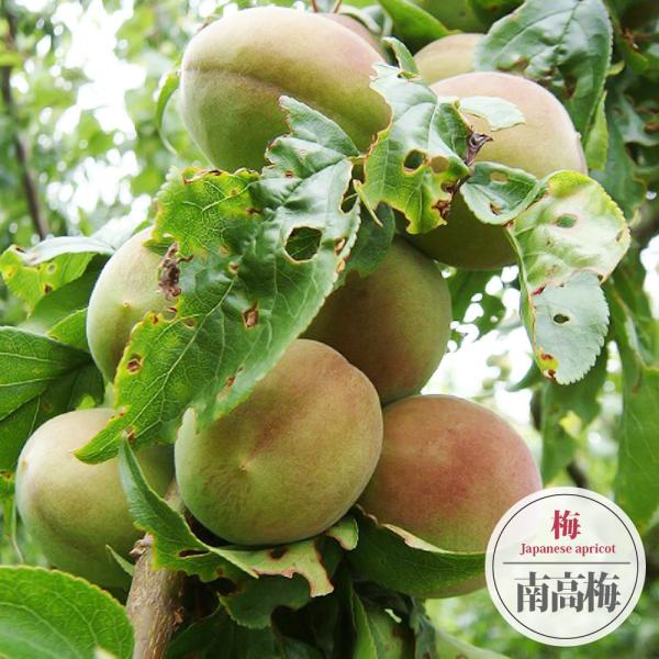 ●品種の特徴和歌山県を代表する南高梅（なんこうばい、なんこううめ）。種が小さく梅干用最高品種で紀州完熟梅の人気晩生品種です。作りやすく豊産で人気No.1。良く日に当てると実がほんのり紅をさします。 果実は非常に大きく、種は果実のわりに小さめ...